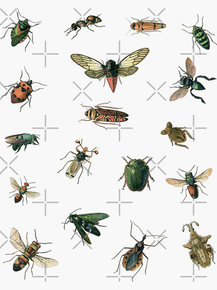 "Insect stickers sheet" Sticker for Sale by Salocin | Redbubble