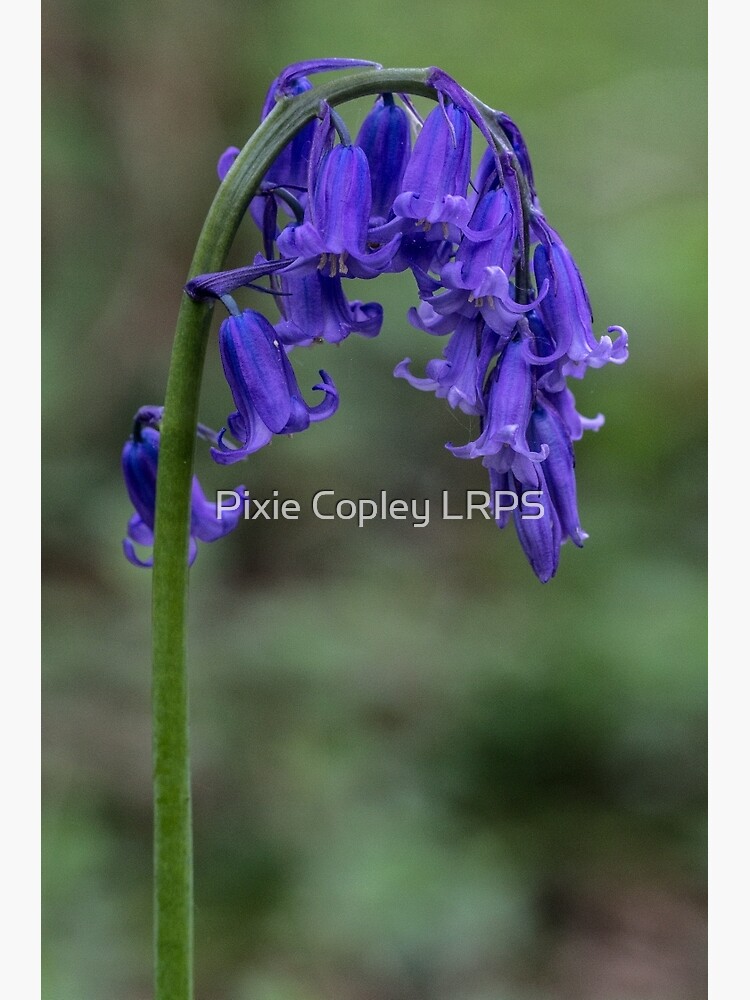 "Pretty Bluebell Flower" Poster for Sale by printsbypixie | Redbubble