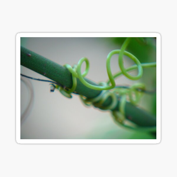 "Strangle" Sticker by Ovahill | Redbubble