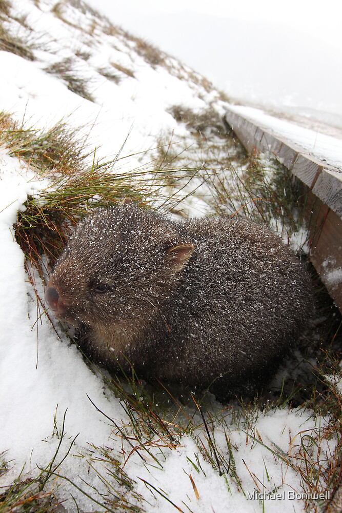 "Winter Wombat, Overland Trail, Cradle Mountain National Park, Tasmania ...
