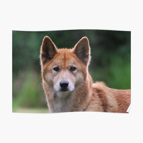Dingo Wall Art | Redbubble