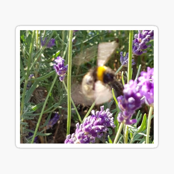 "Bumblebee 12 on lavender time to buzz off" Sticker for Sale by ...