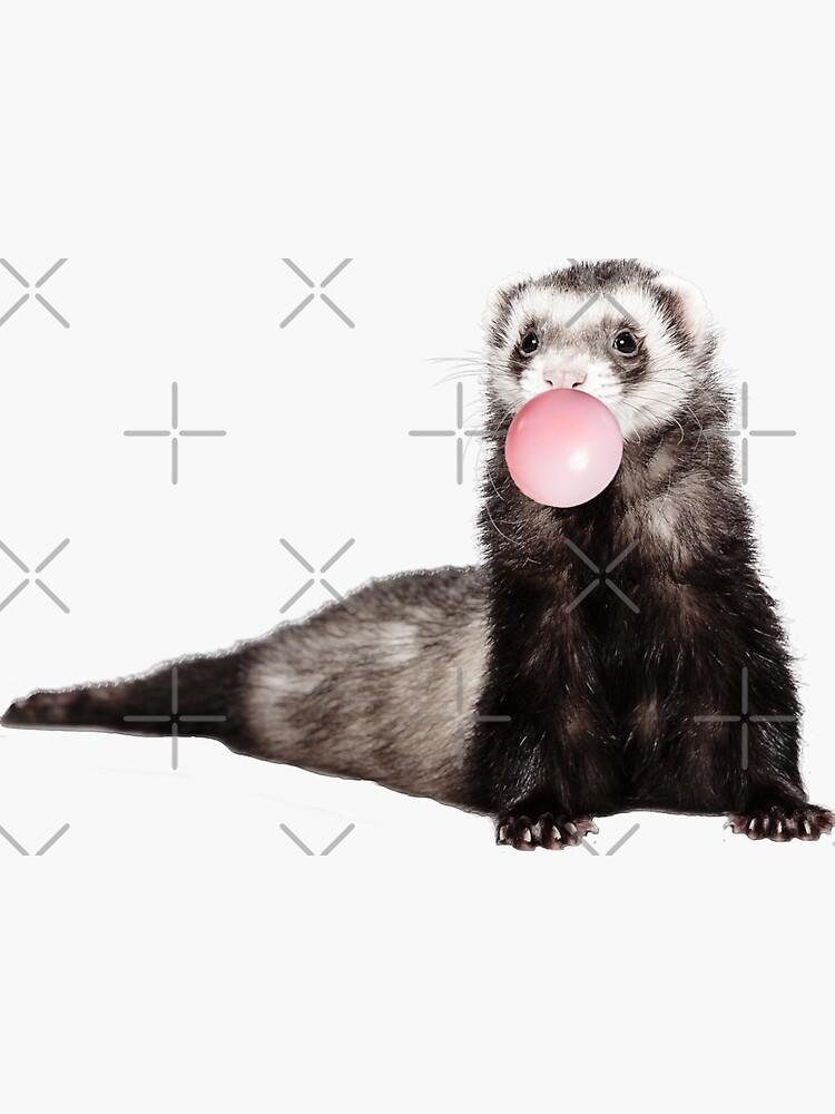 "Ferret Cute Bubble Gum " Sticker for Sale by ColorFlowArt | Redbubble