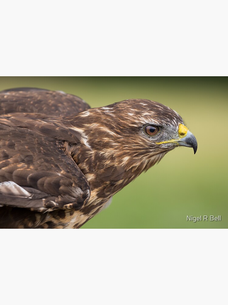 "Buzzard" Sticker for Sale by nrbphotography | Redbubble