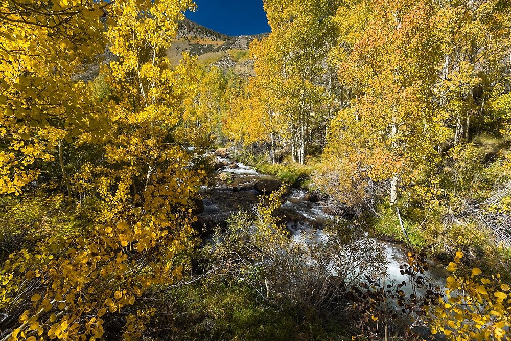 "Fall Colors in Bishop" by photosbyflood | Redbubble