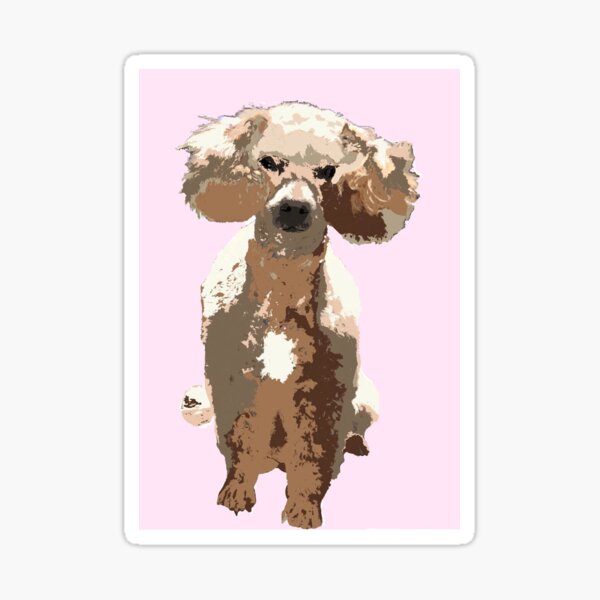 "Tiny Toy Poodle" Sticker by ChrissyWild | Redbubble