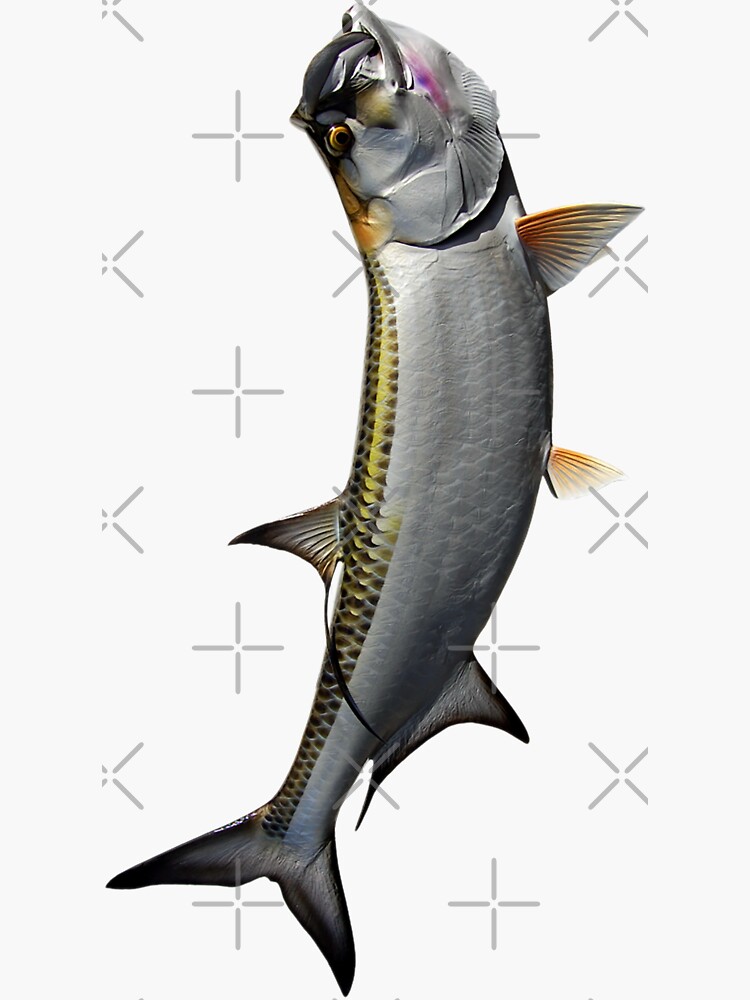 "Tarpon" Sticker by MISTERPOLLO | Redbubble