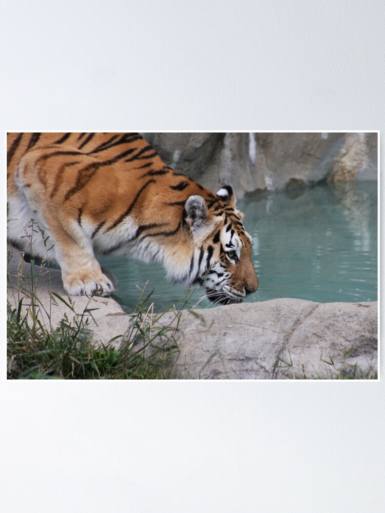 "LAPPING IT UP" Poster for Sale by cdudak | Redbubble