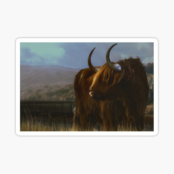 "Scottish Highland Bull" Sticker by dawnmvd | Redbubble
