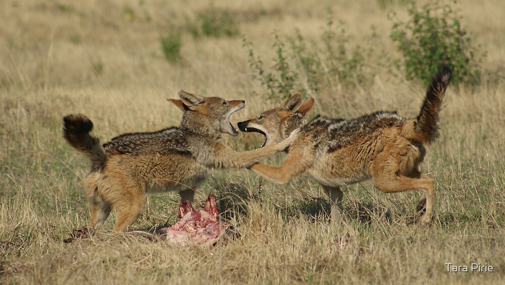 "Family squable" by Tara Pirie | Redbubble
