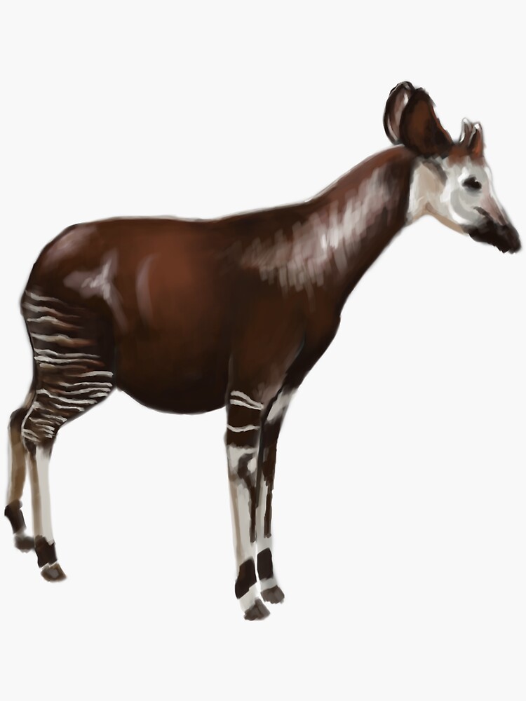"Okapi" Sticker by FaunaFocus | Redbubble