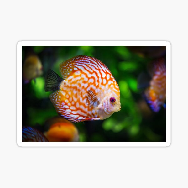 "Discus Fish Aquatic Fauna Symphysodon Aequifasciatus" Sticker for Sale ...