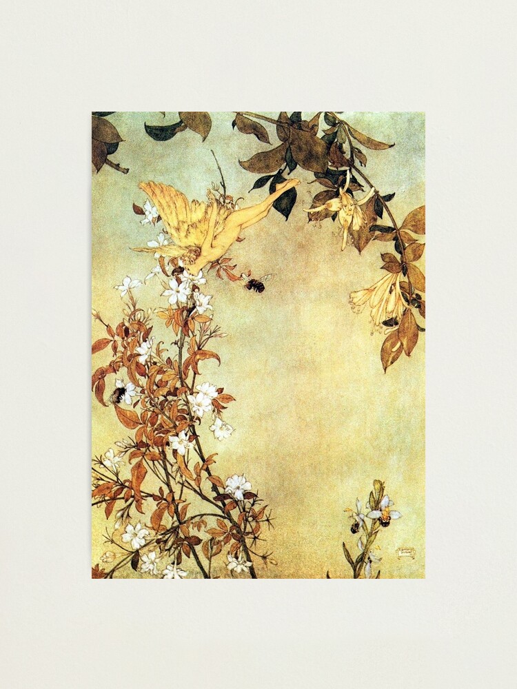 "Ariel und die Biene - Der Sturm - Edmund Dulac" Fotodruck von ...