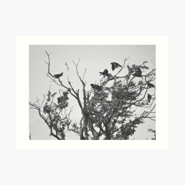 "Crows taking off" Art Print for Sale by Stacey Pattinson | Redbubble