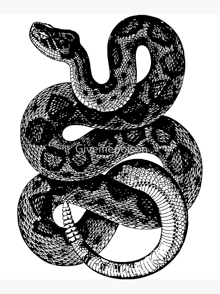 "Snake Snek Vintage Illustration Rattlesnake" Art Print for Sale by ...