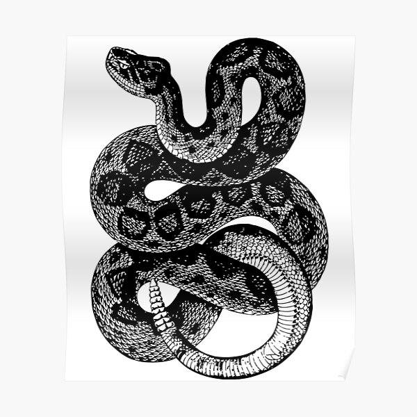 "Snake Snek Vintage Illustration Rattlesnake" Poster for Sale by ...