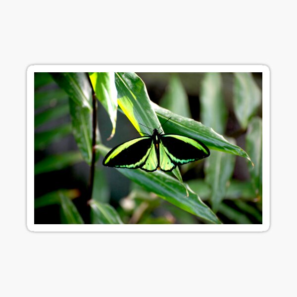 "Cairns Birdwing" Sticker by GP1746 | Redbubble
