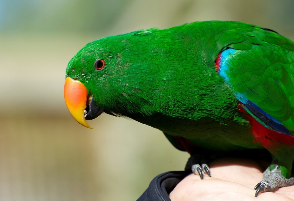"Eclectus Parrot - male" by GP1746 | Redbubble