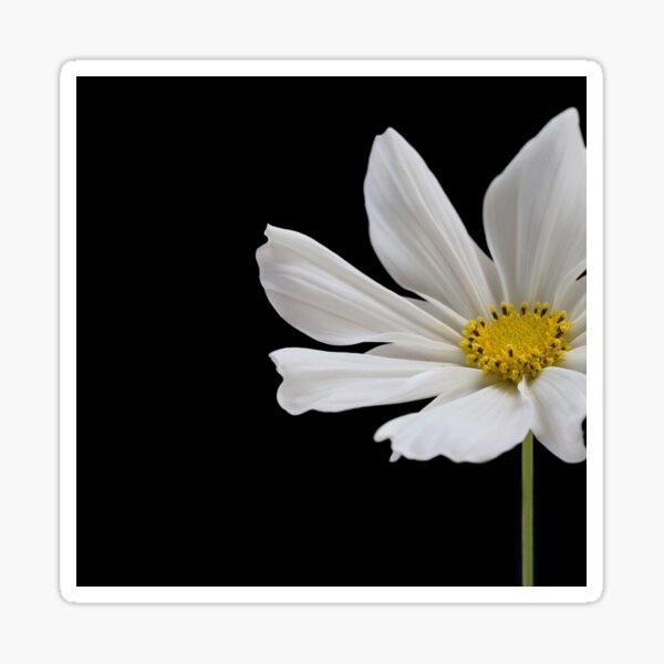"White Cosmos Flower" Sticker for Sale by AlysonFennell | Redbubble
