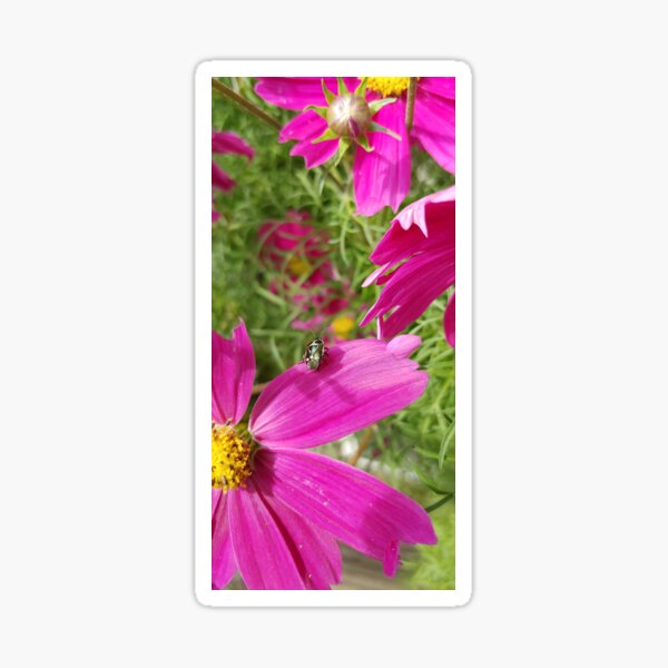 "Shield Beetle resting on a Cosmos Flower" Sticker for Sale by ...
