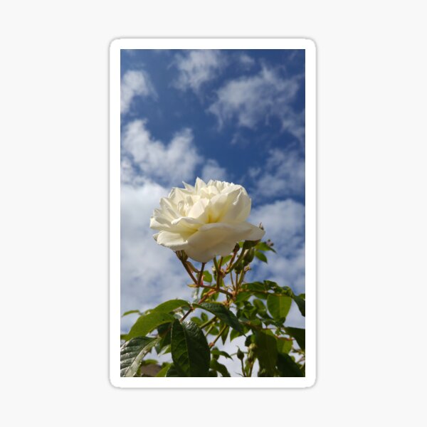 "Single White Rose" Sticker for Sale by CORNISHPHOTOS | Redbubble
