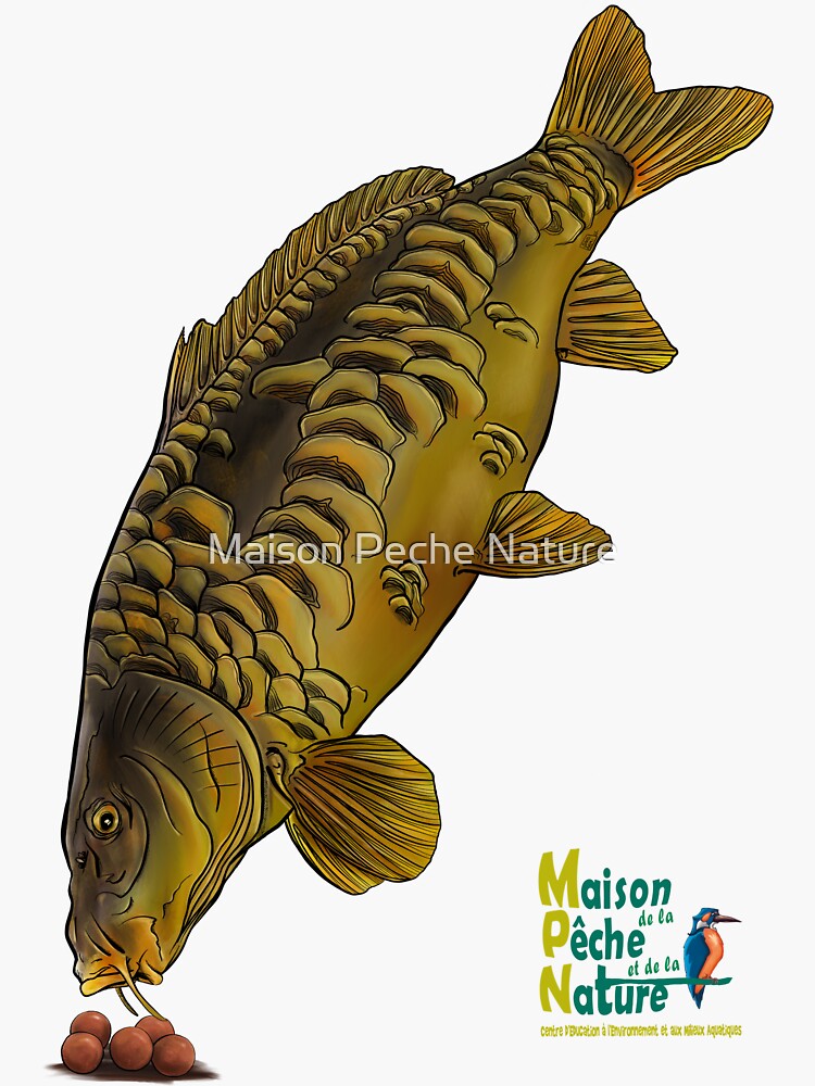 "Mirror carp" Sticker by maisonpechnat | Redbubble