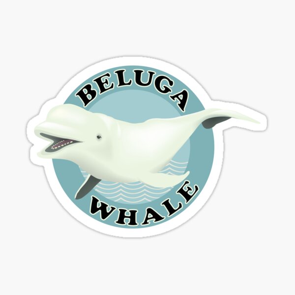 "Beluga whale" Sticker by mangulica | Redbubble