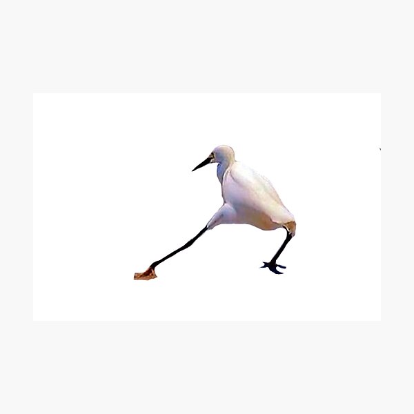 "the razzle dazzle bird meme" Photographic Print by isadroz | Redbubble