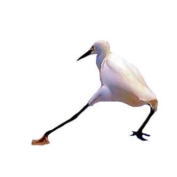 "the razzle dazzle bird meme" Poster for Sale by isadroz | Redbubble