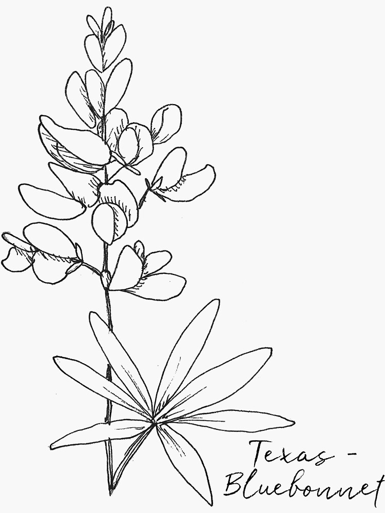 "Texas Bluebonnet State Flower Illustration" Sticker by JourneyHomeMade ...