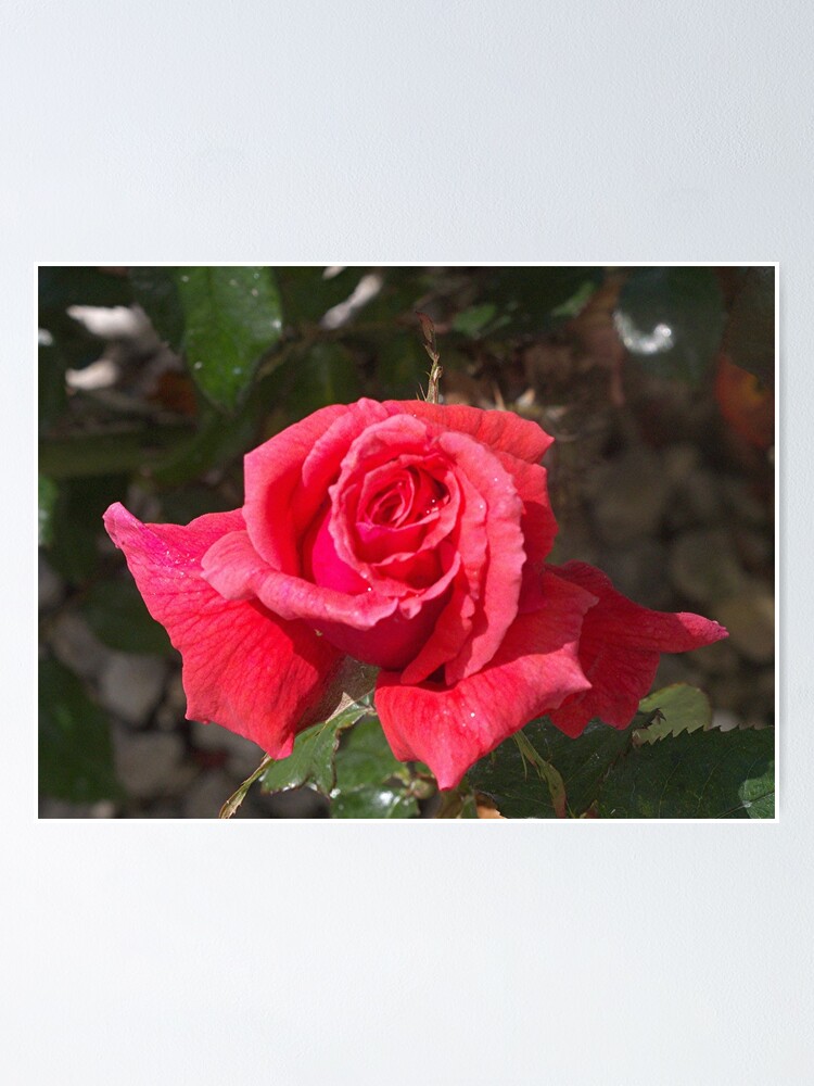 "The first Rose of spring..........!" Poster for Sale by Roynz | Redbubble