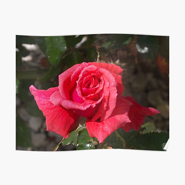 "The first Rose of spring..........!" Poster for Sale by Roynz | Redbubble