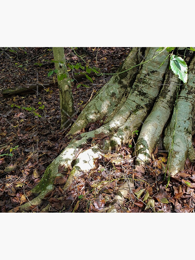 "Red Clay State Park - Tree Roots" Art Print by Sirieht | Redbubble