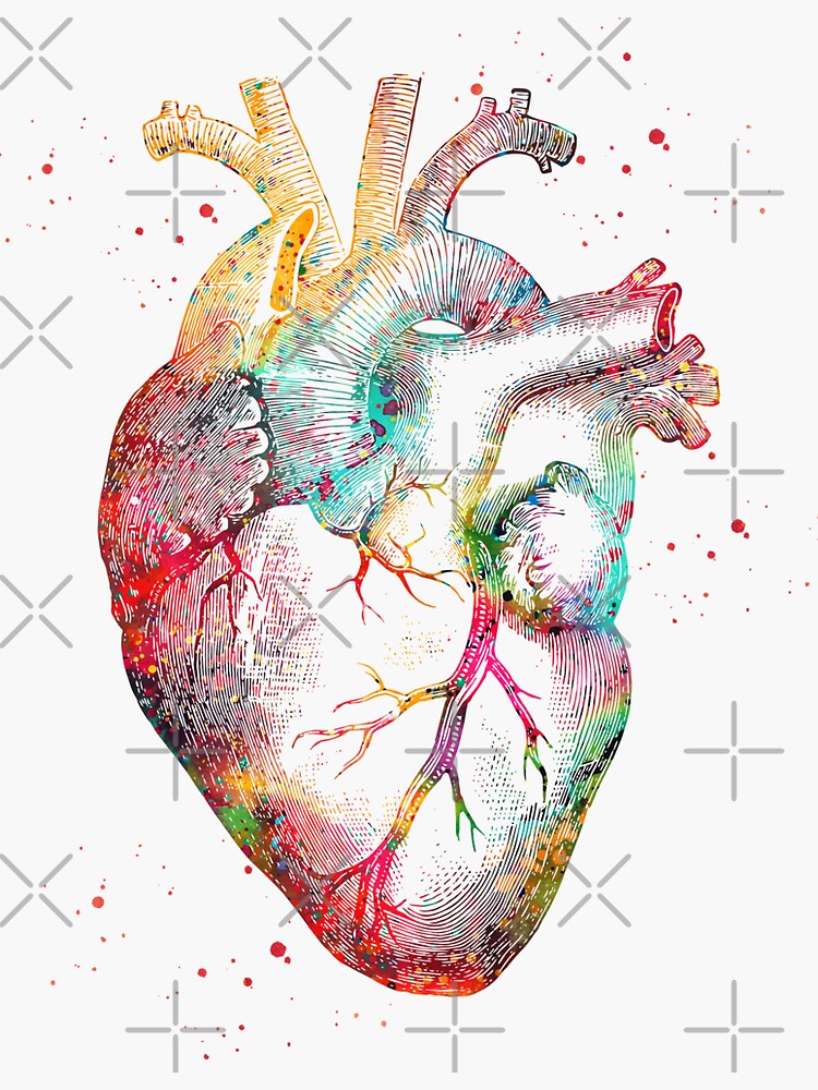 "Human Heart" Sticker for Sale by erzebetth | Redbubble