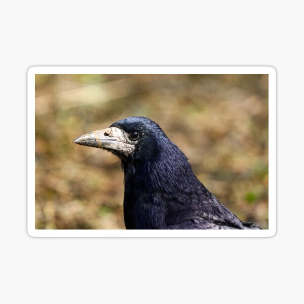 "Rook" Sticker for Sale by GreyFeatherPhot | Redbubble