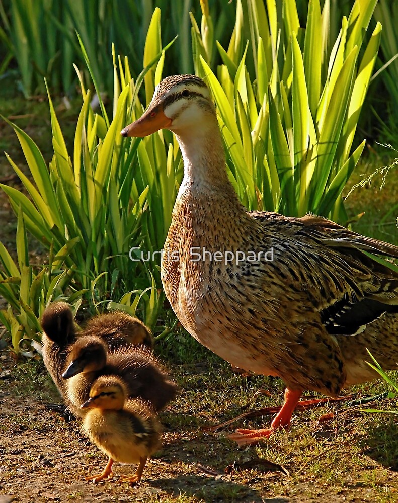 "Motherhood" by Curtis Sheppard | Redbubble