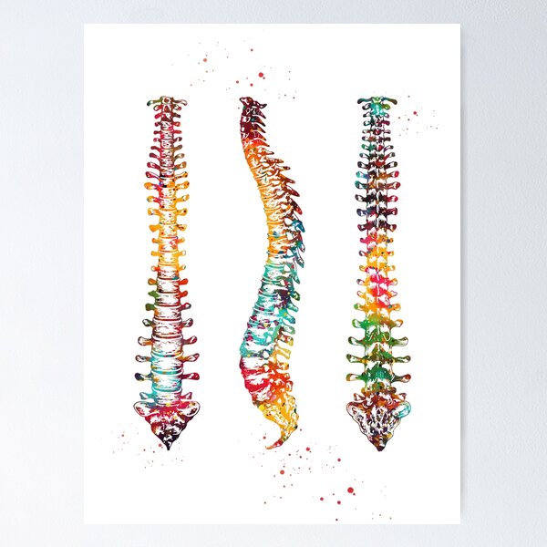 "Human Spine" Poster for Sale by erzebetth | Redbubble