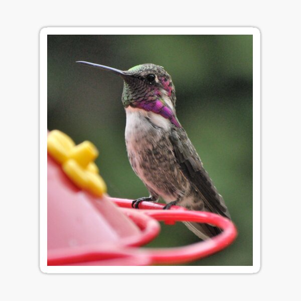 "MALE ANNA'S HUMMINGBIRD" Sticker for Sale by JAYMILO | Redbubble
