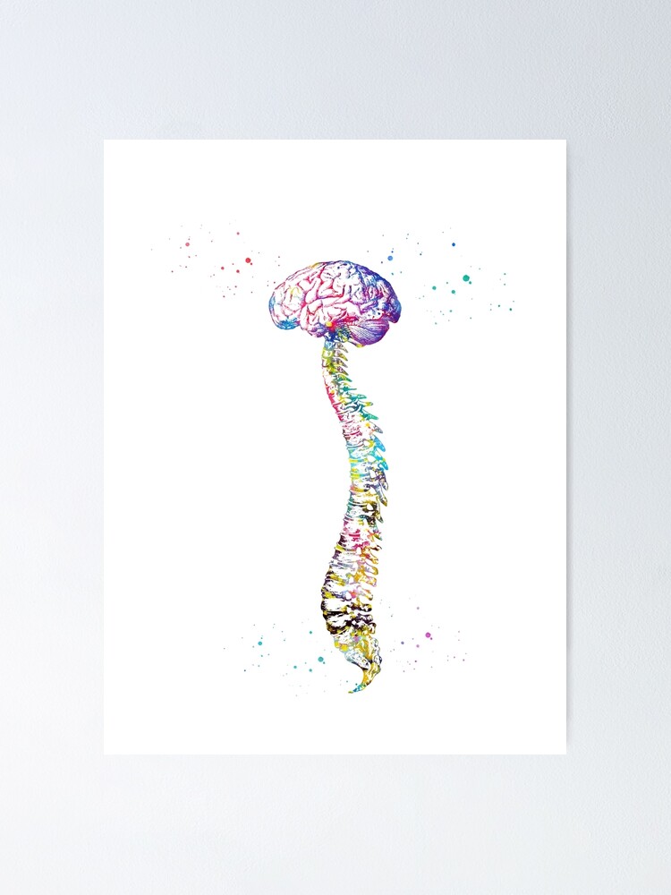 " Human Spine with Brain" Poster for Sale by erzebetth | Redbubble