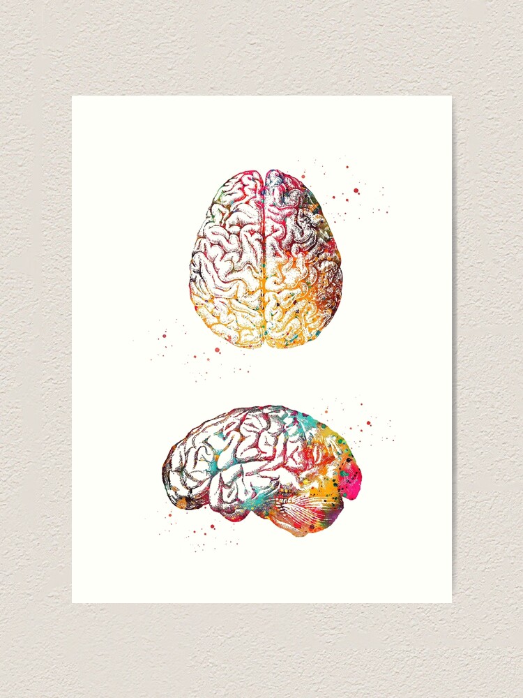 "Human Brain" Art Print by erzebetth | Redbubble