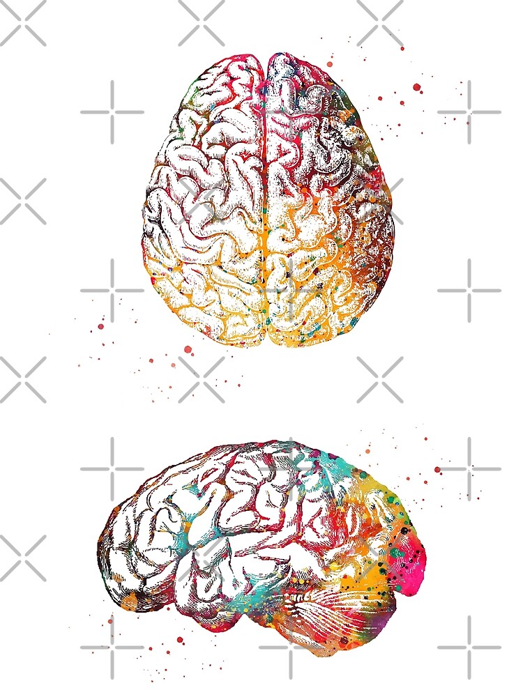 "Human Brain" Art Print by erzebetth | Redbubble
