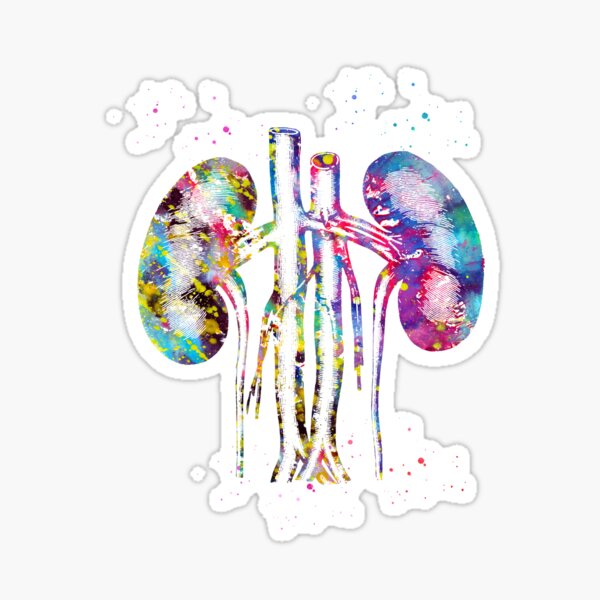 "Kidneys anatomy" Sticker for Sale by erzebetth | Redbubble