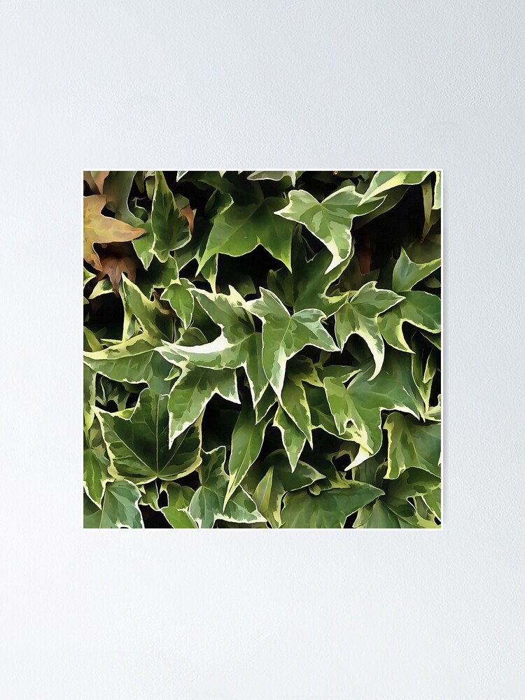 "Variegated Ivy Realistic Artistic Style" Poster for Sale by taiche ...