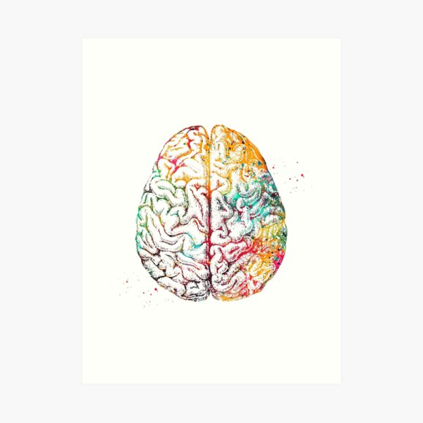 "Human Brain" Art Print for Sale by erzebetth | Redbubble