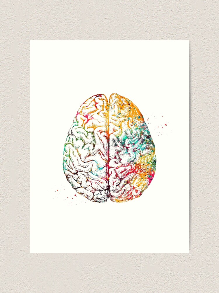 "Human Brain" Art Print for Sale by erzebetth | Redbubble