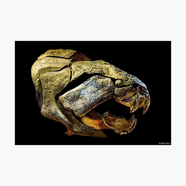 Dunkleosteus Gifts & Merchandise | Redbubble