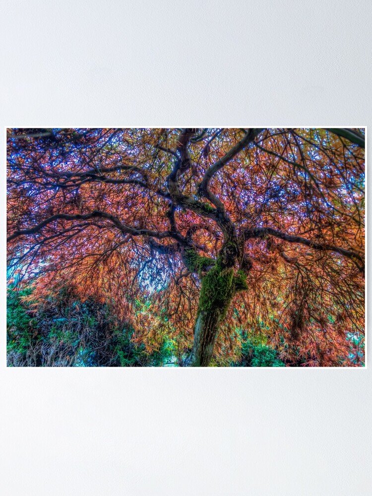 "Japanese Maple Tree " Poster by georgecolephoto | Redbubble