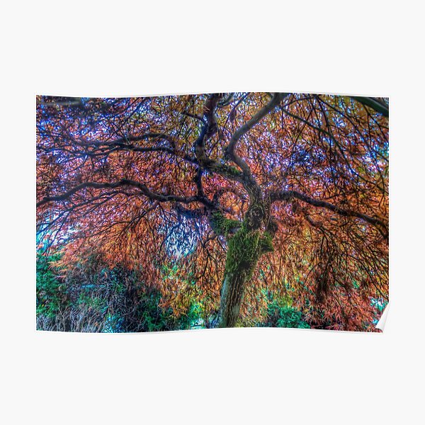 "Japanese Maple Tree " Poster by georgecolephoto | Redbubble
