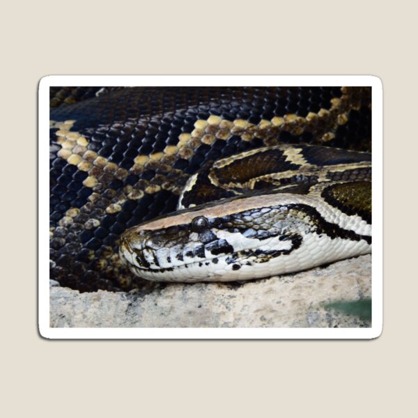 Burmese Python Gifts & Merchandise | Redbubble