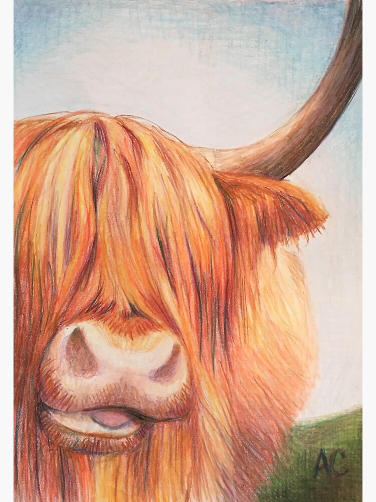 "Highland Coo" Art Print for Sale by WyoClements | Redbubble